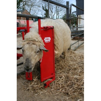 Calf and Sheep Staller